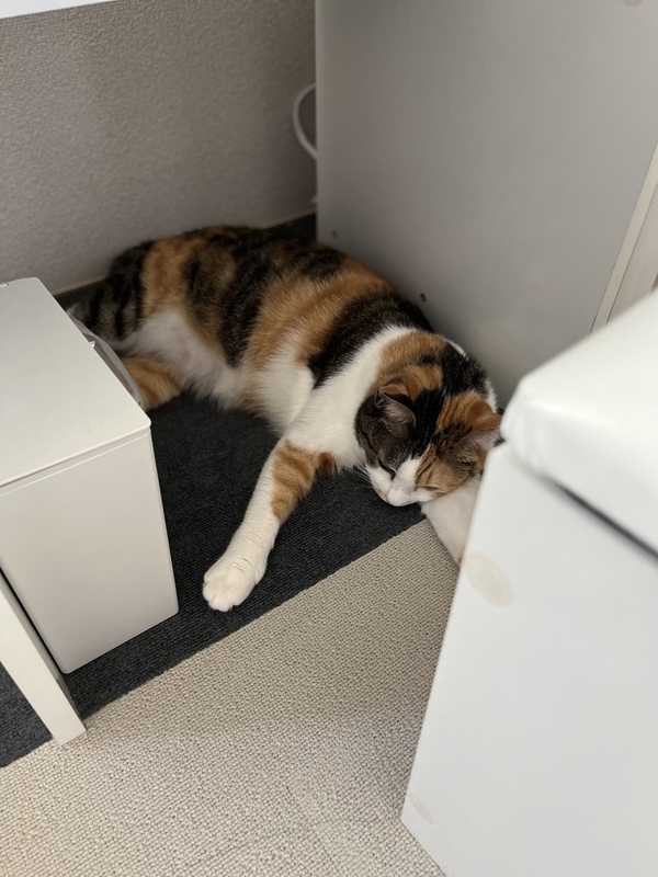 猫が寝る場所 生活と猫