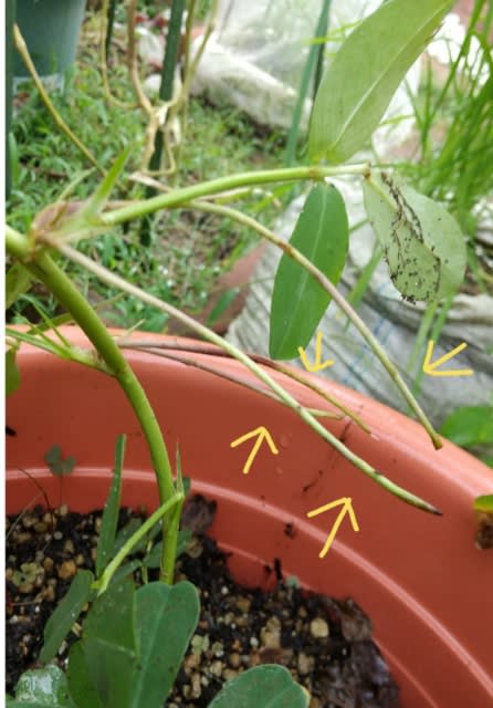 落花生を植えてみる ♥️12 - tommy’s diary