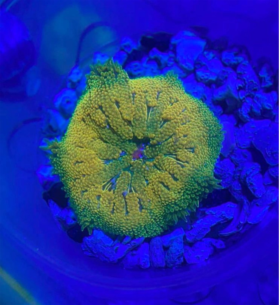 マニア必見 ️Pizza anemone と Flower Rock Anemone - USAマメスナ通販専門店 Reef Mirror ...