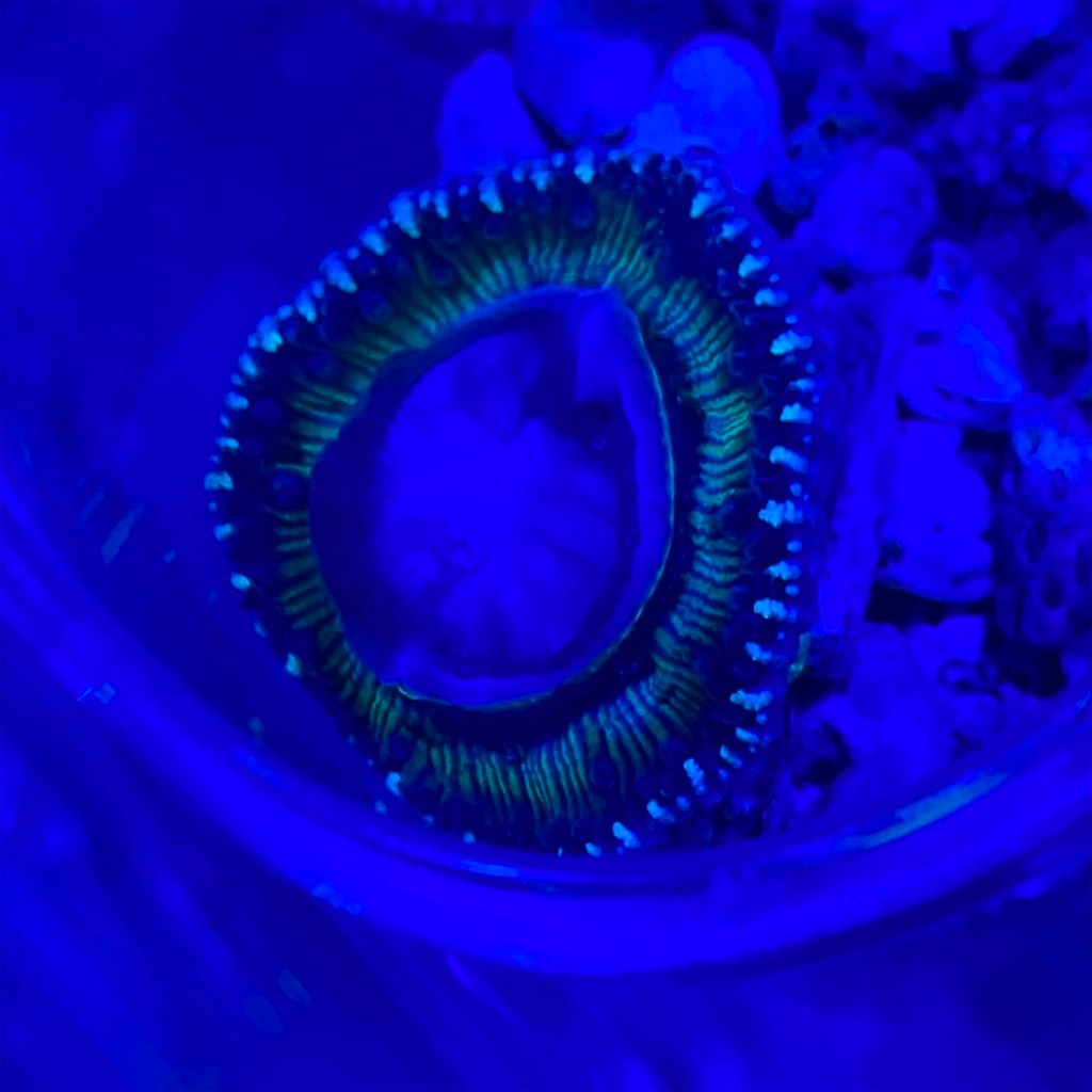 マニア必見 ️Pizza anemone と Flower Rock Anemone - USAマメスナ通販専門店 Reef Mirror ...