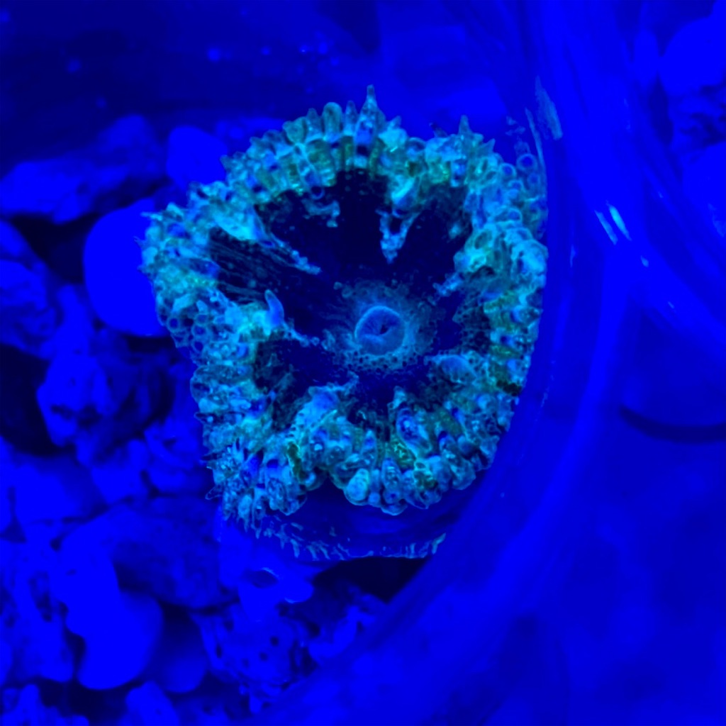 マニア必見 ️Pizza anemone と Flower Rock Anemone - USAマメスナ通販専門店 Reef Mirror ...