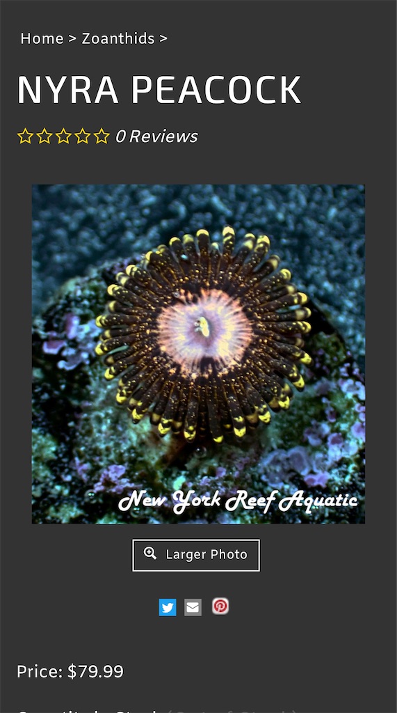 2つ名をもつUSAマメスナGB Queen Krakatoa(クイーンクラカトア)＝NYRA Peacock(ピーコック) - USAマメスナ ...