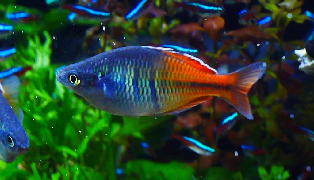 half orange rainbow ハーフオレンジレインボー - TROPICAL FISHな気分