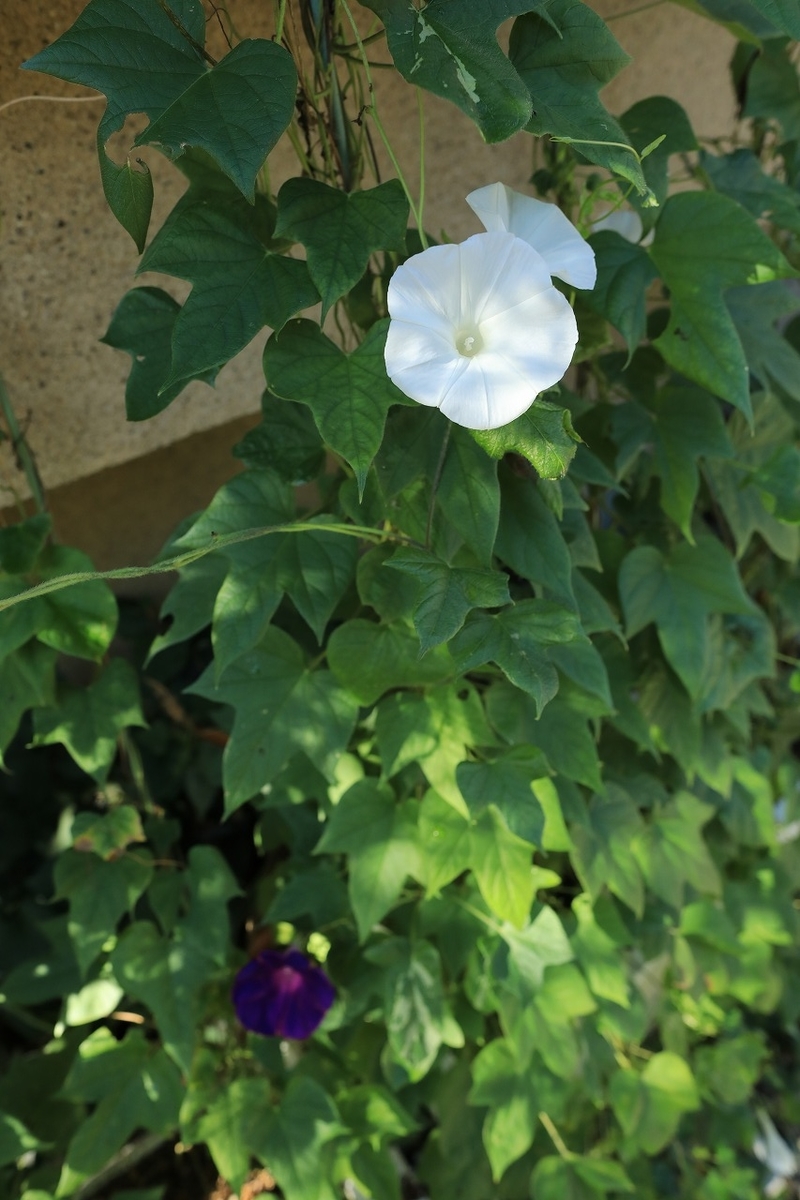 家の白い朝顔 2022 - tooniiの写真日記