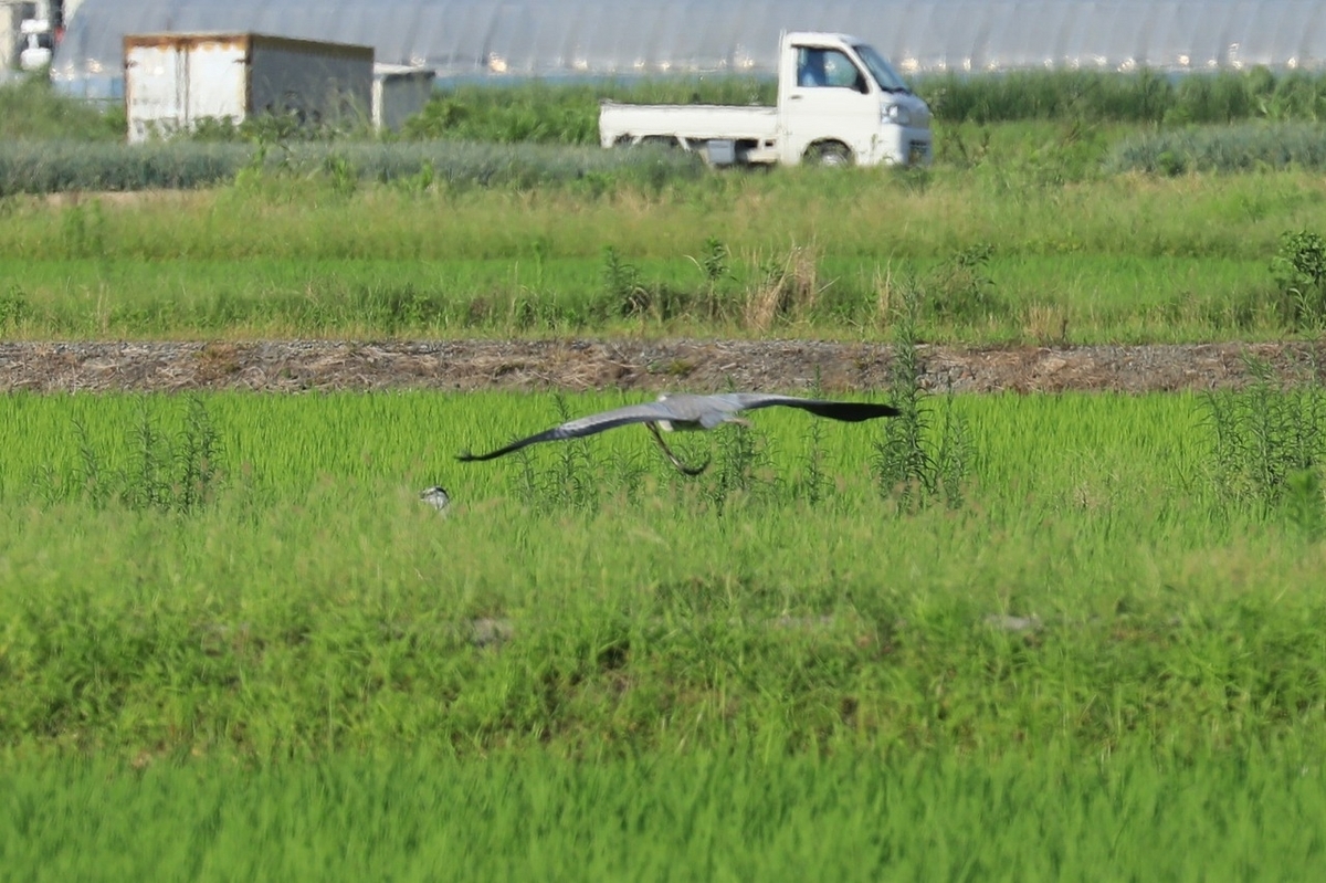 [B!] 京都「巨椋池干拓地」鷺（サギとヘビ） 2023 - tooniiの写真日記