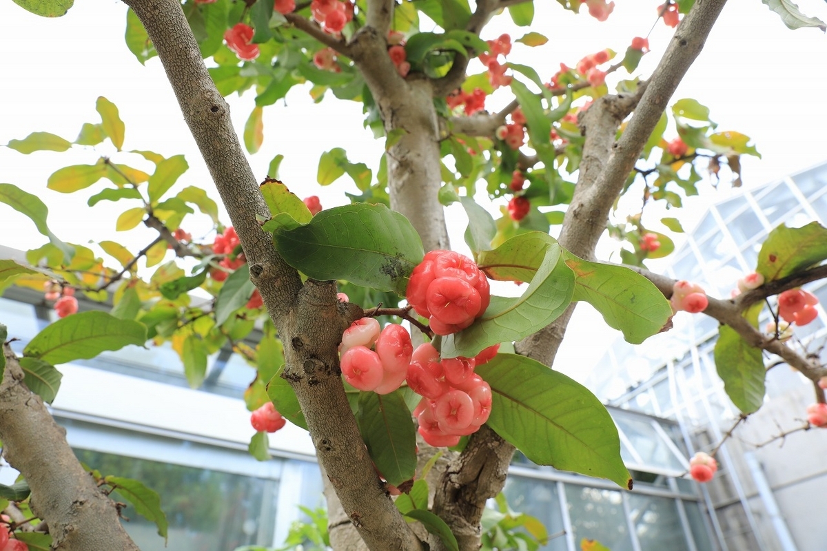 京都「宇治市植物公園」夏 2023 - tooniiの写真日記