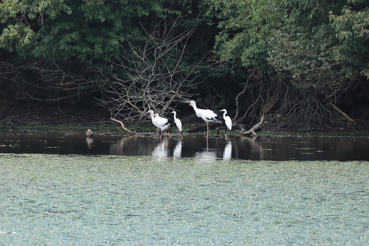 tooniiの写真日記