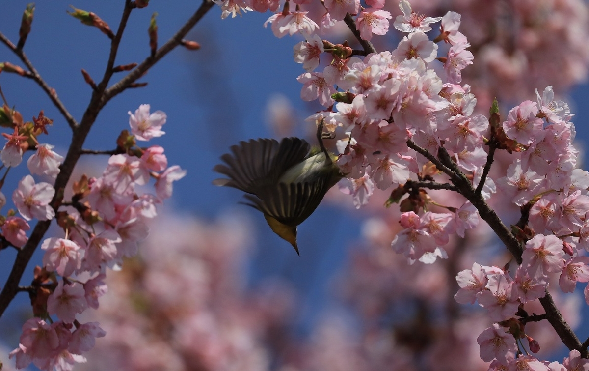 tooniiの写真日記