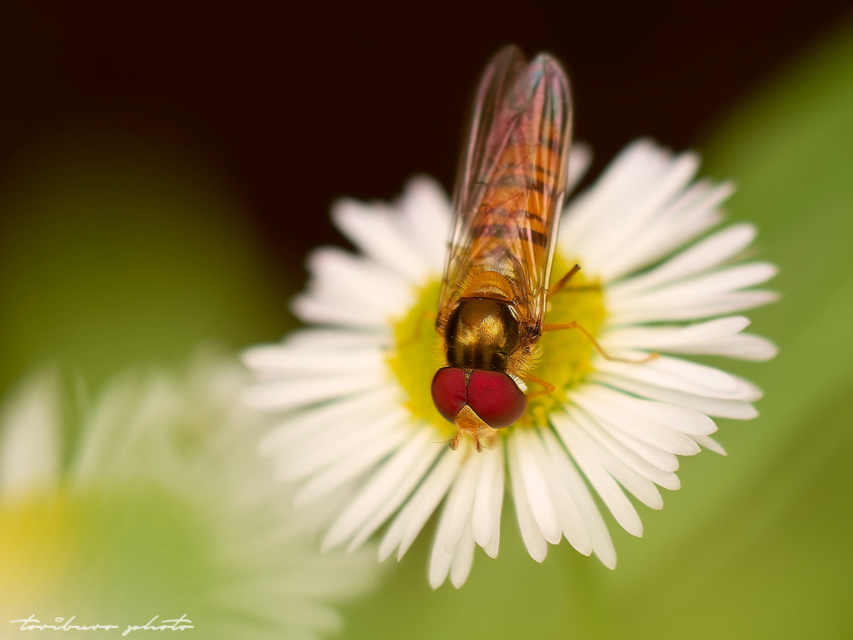 M.ZUIKO DIGITAL ED 60mm F2.8 Macroで撮る昆虫マクロの世界 - 六時のおやつ
