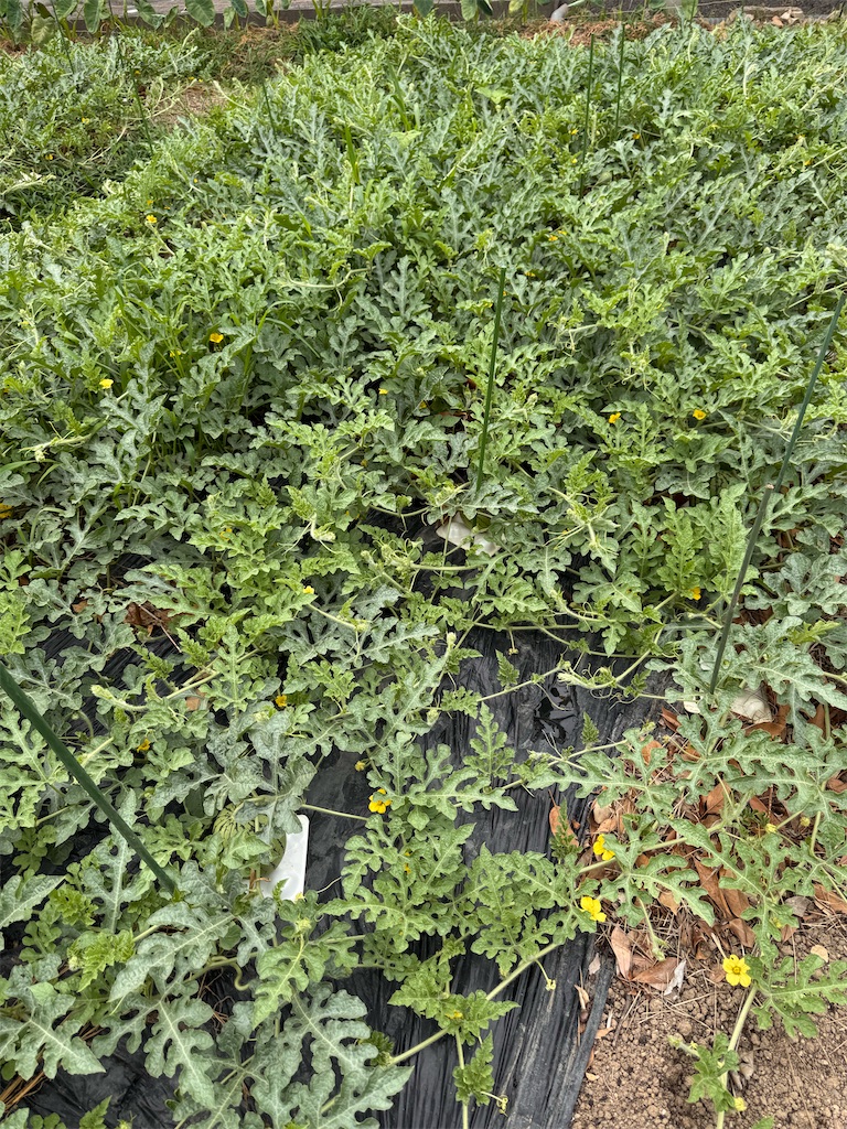 待ち遠しい🍉スイカの成長 - tororo-papaの日記