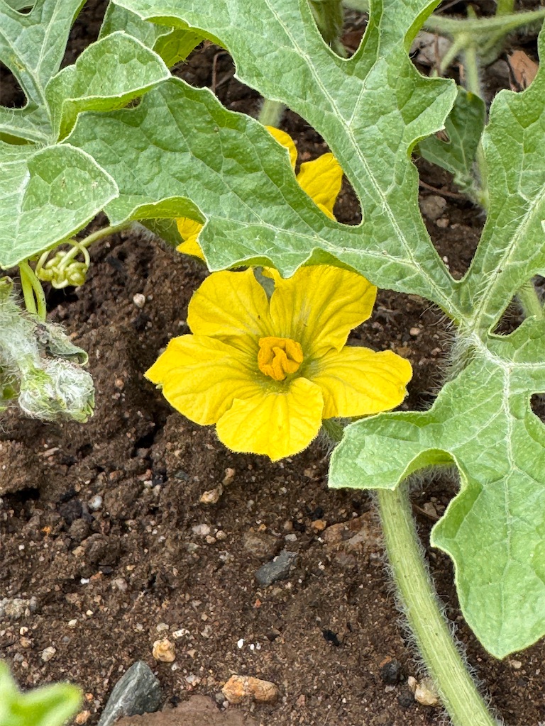 待ち遠しい🍉スイカの成長 - tororo-papaの日記
