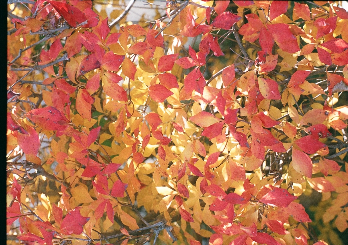 PEN FTとH.Zuiko Auto-S 42mm F1.2でゆく熱海旅行 - それはハッピーエンドなんだ