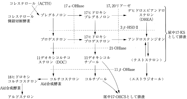 17OHCSとは何か。なぜ血中ではなく尿中を調べるのか – とある内科医の雑記帳