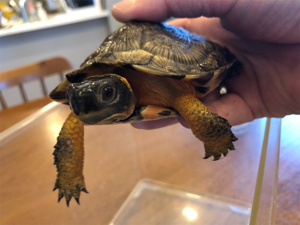 梅 - 亀とロック