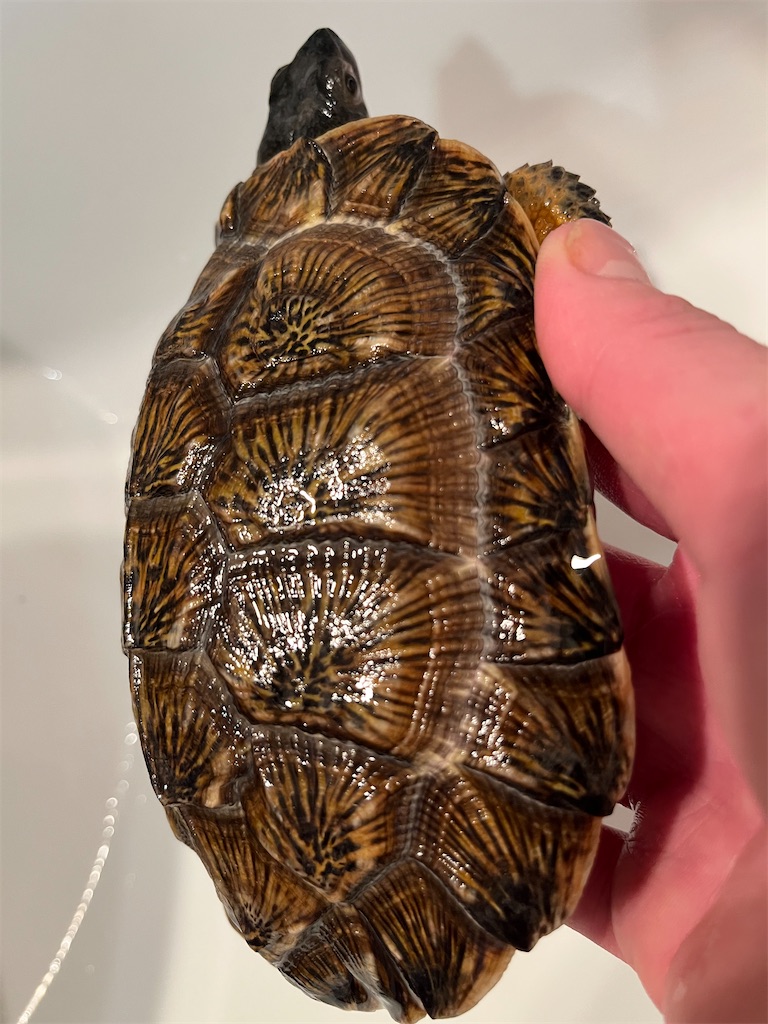 かれんちゃん - 亀とロック