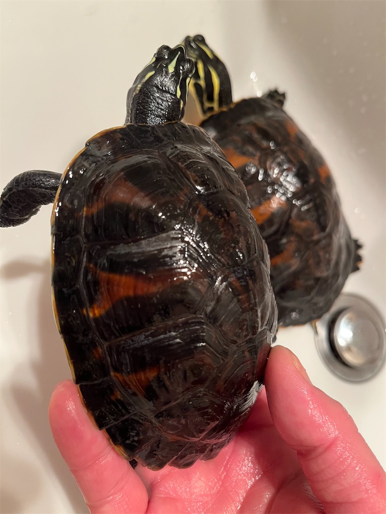 サティスファクション - 亀とロック