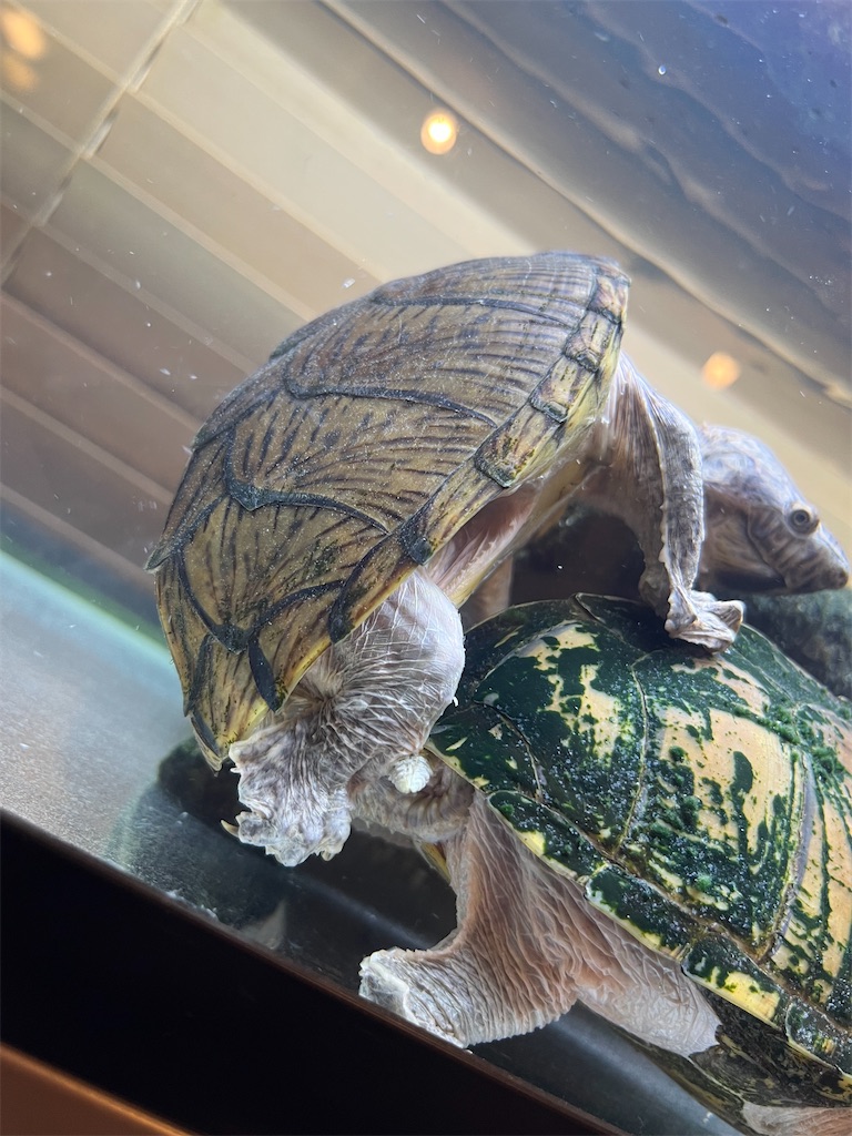 カブトニオイガメ ペア - 亀とロック