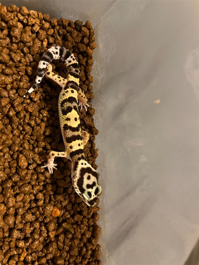 アフガニクス♂ - 亀とロック