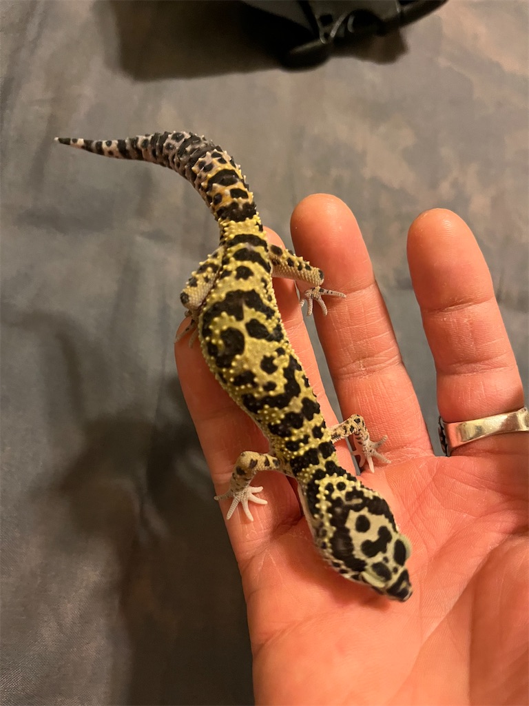 Love - 亀とロック