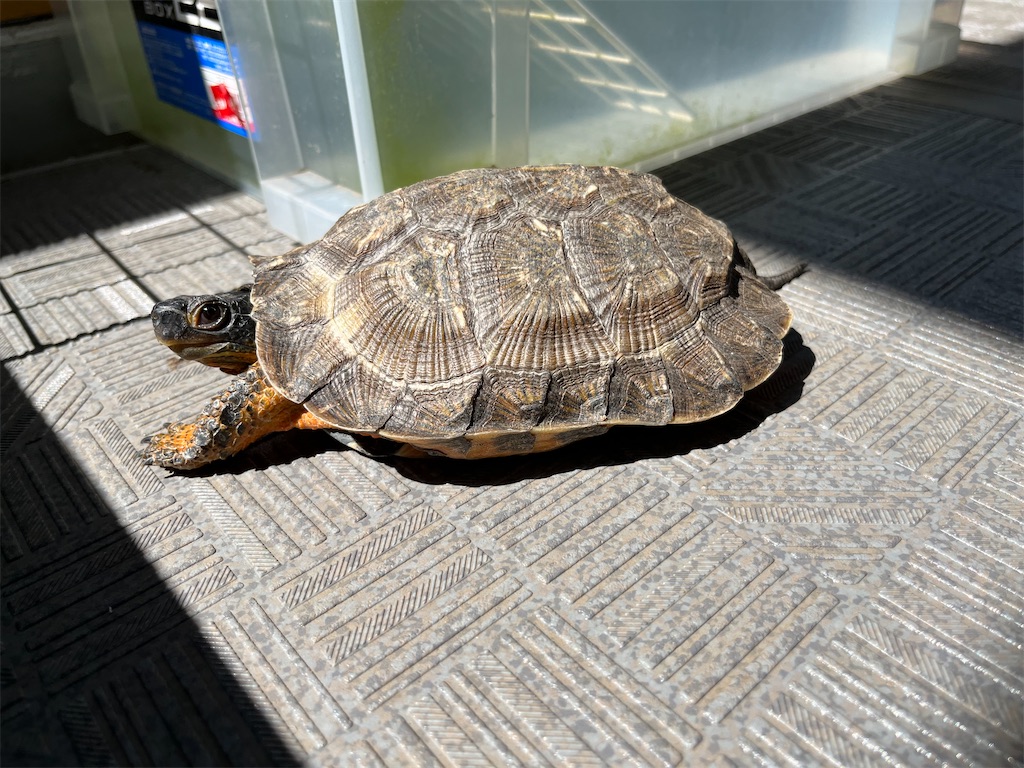 モリイシガメ 遂にペアそろう - 亀とロック