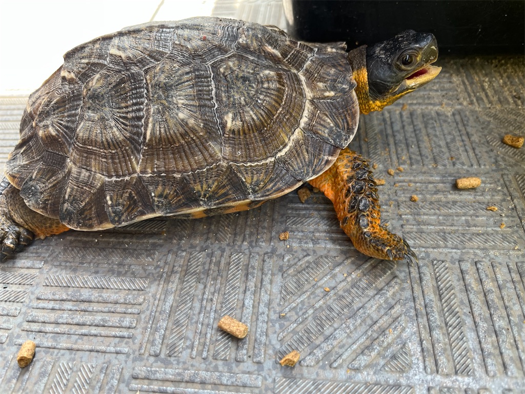 モリイシガメ 遂にペアそろう - 亀とロック