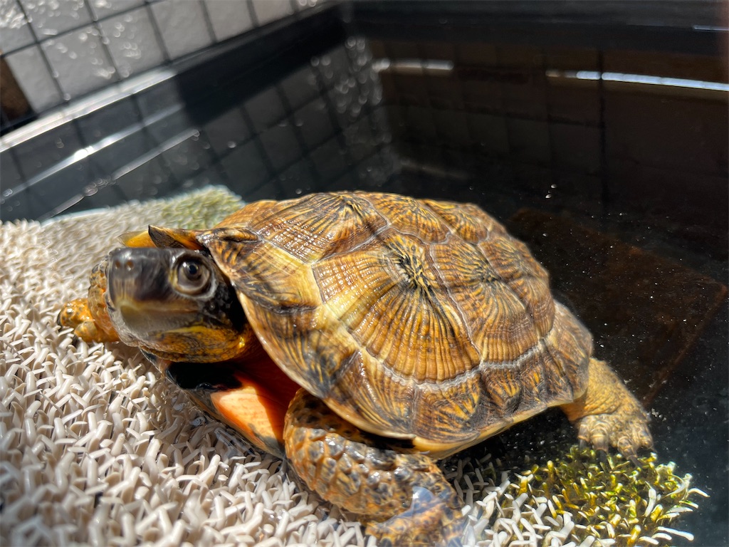 モリイシガメ 遂にペアそろう - 亀とロック