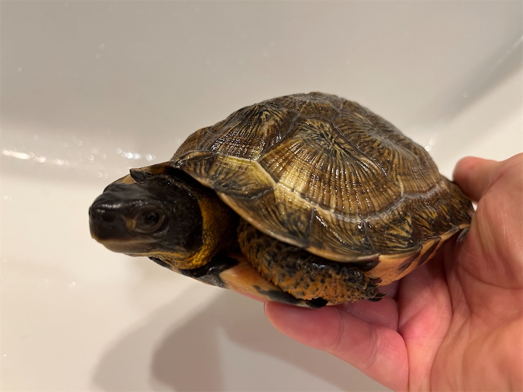 モリイシガメ 遂にペアそろう - 亀とロック