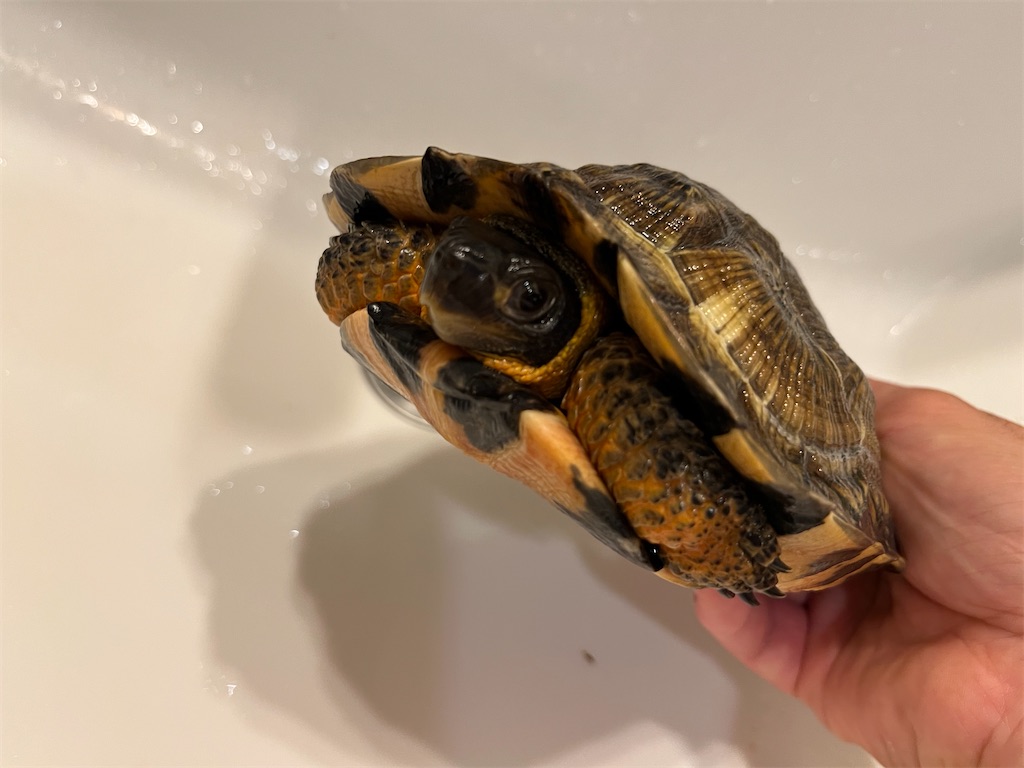 モリイシガメ 遂にペアそろう - 亀とロック