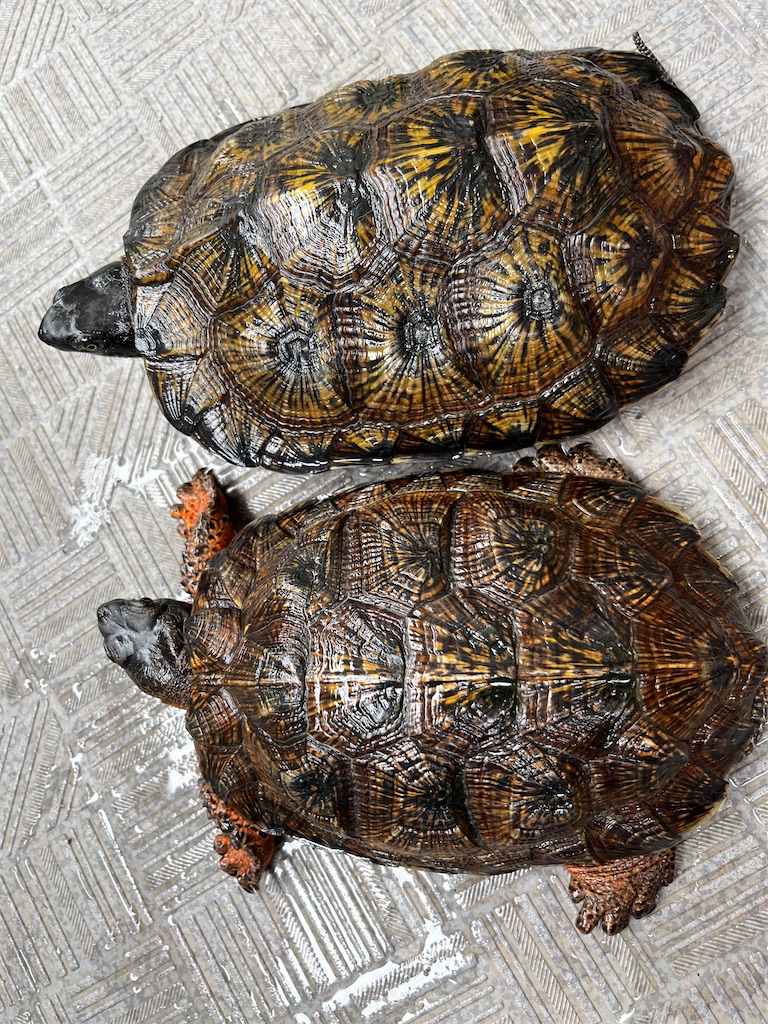 モリイシガメ 遂にペアそろう - 亀とロック