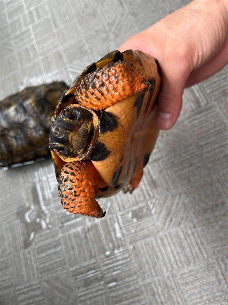 モリイシガメ 遂にペアそろう - 亀とロック