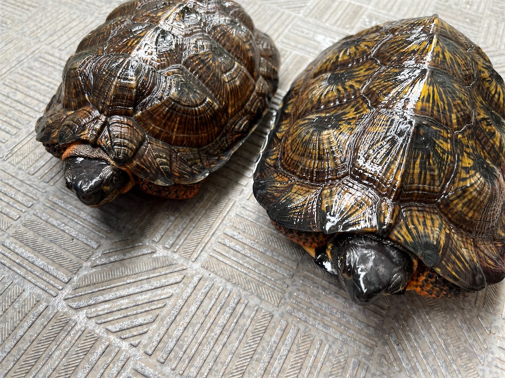 モリイシガメ 遂にペアそろう - 亀とロック