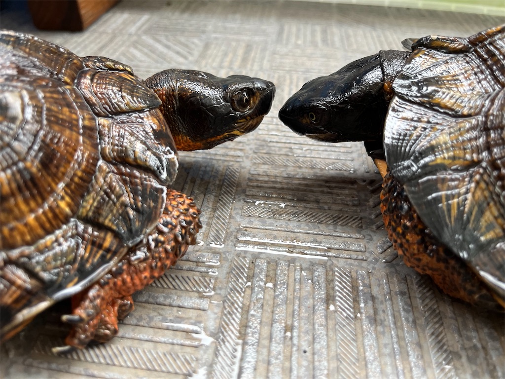 モリイシガメ 遂にペアそろう - 亀とロック