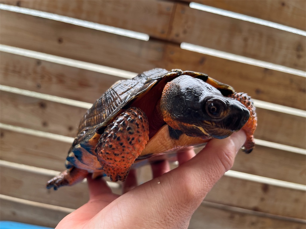 モリイシガメ 遂にペアそろう - 亀とロック