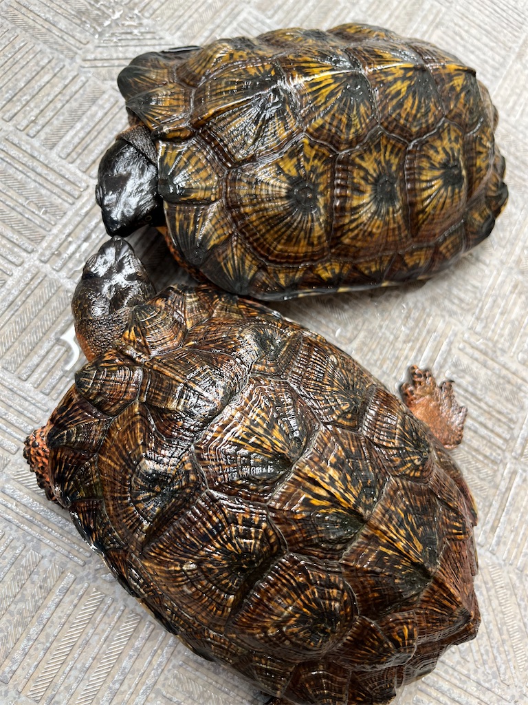 モリイシガメ 遂にペアそろう - 亀とロック