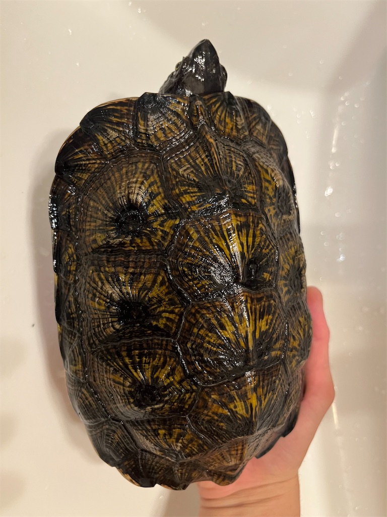 モリイシガメ甲羅掃除 - 亀とロック