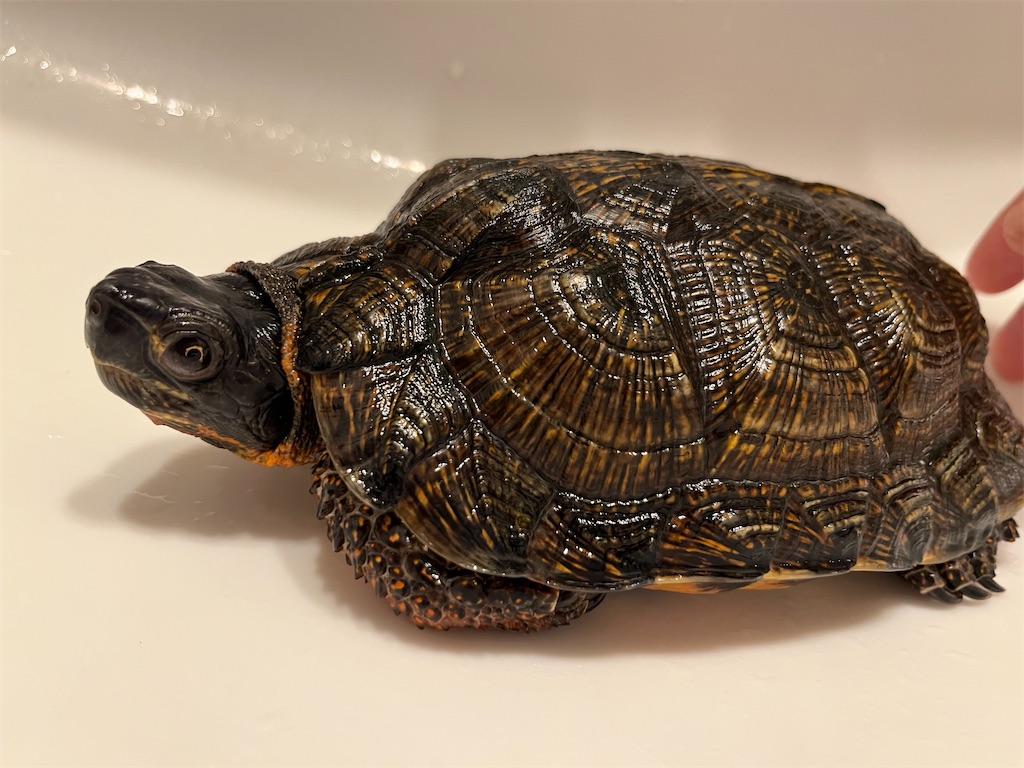 モリイシガメ甲羅掃除 - 亀とロック