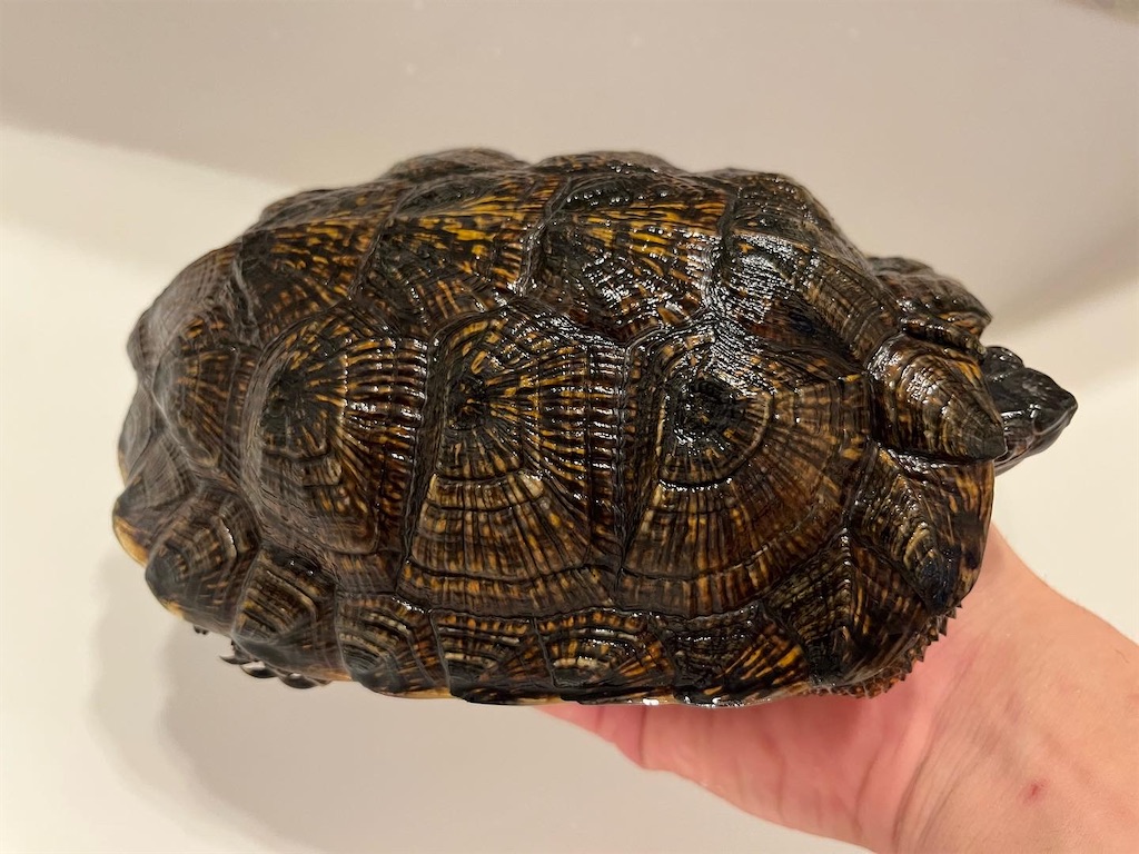 モリイシガメ甲羅掃除 - 亀とロック