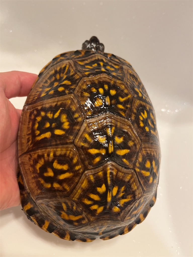 とんぶり - 亀とロック