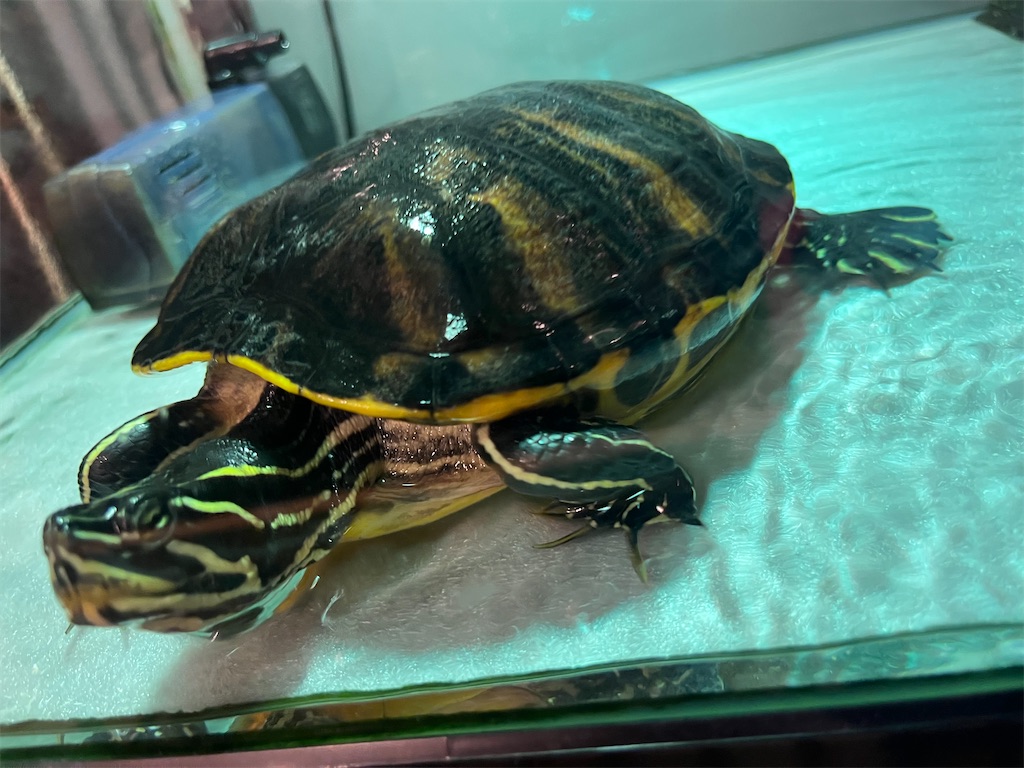 Now and then - 亀とロック