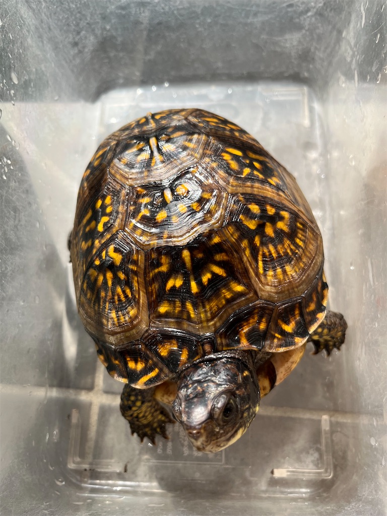 一応記録として - 亀とロック