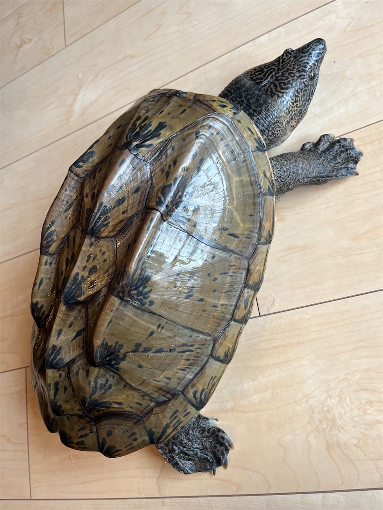 気づけば年末 - 亀とロック