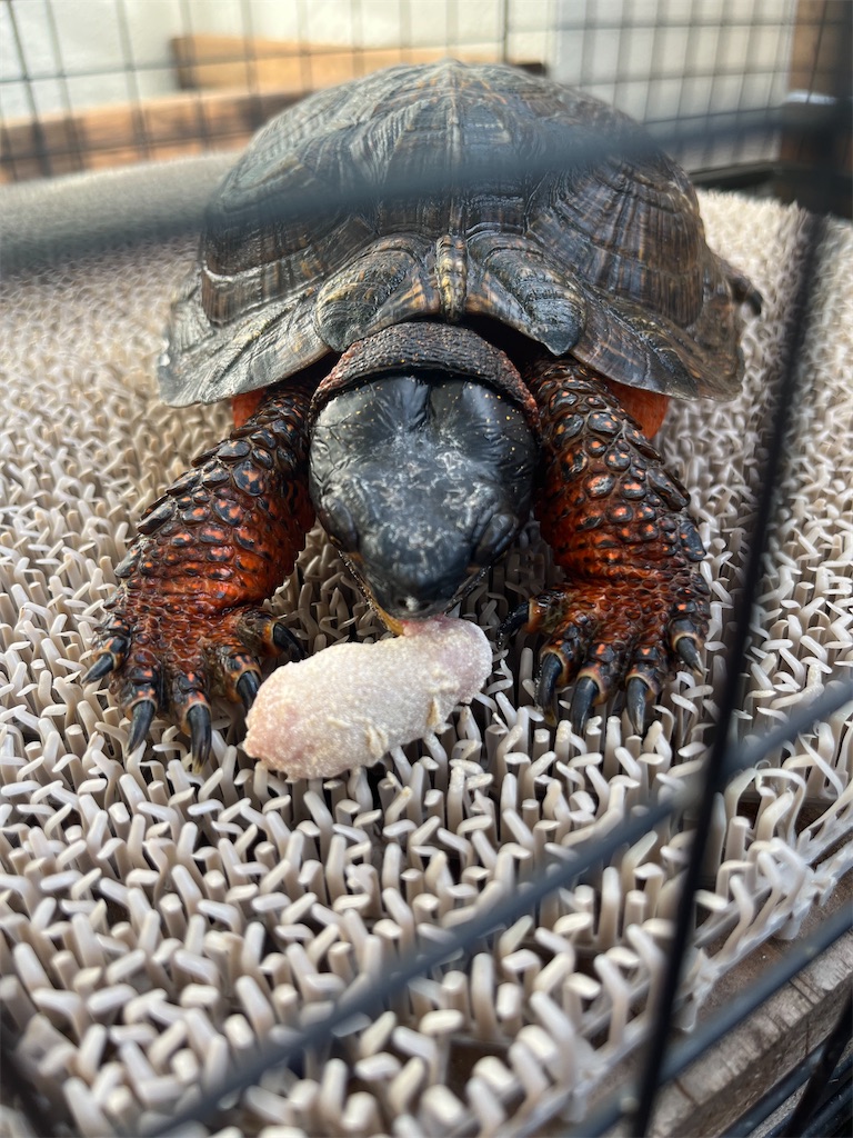 2023大晦日 - 亀とロック