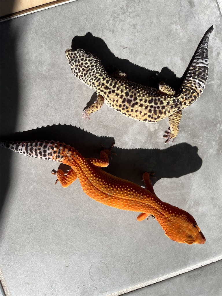 2023大晦日 - 亀とロック