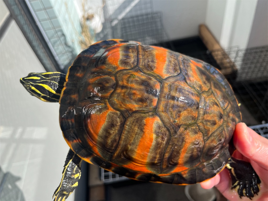 あけおめ2024 - 亀とロック