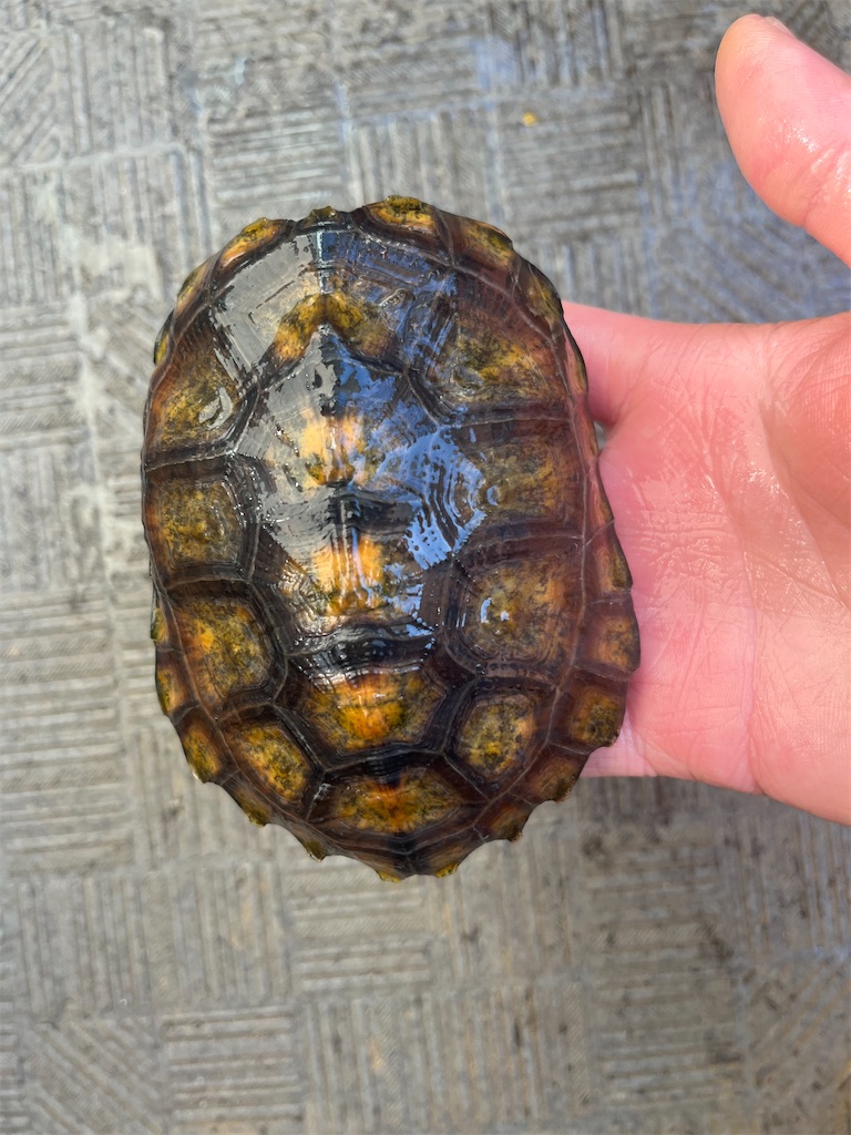 あけおめ2024 - 亀とロック