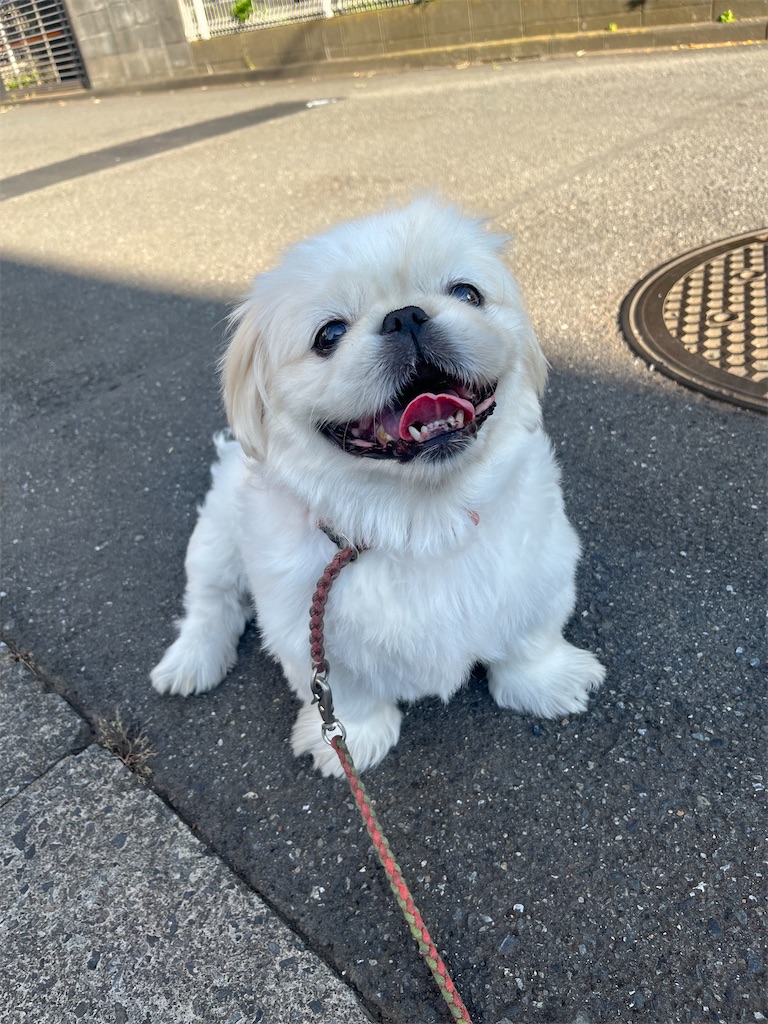 本物の愛 - 亀とロック