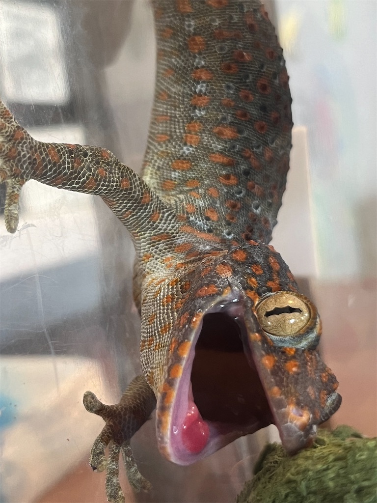 追憶のトッケイrevisited - 亀とロック