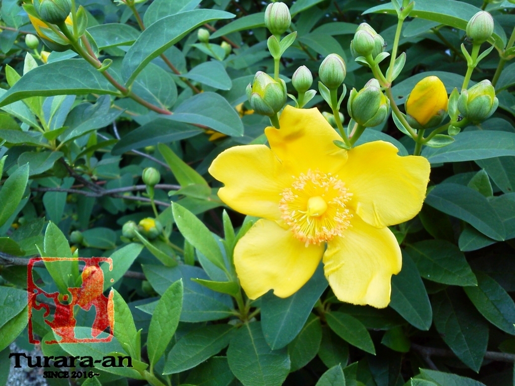 雑感。 - つらら庵日和。