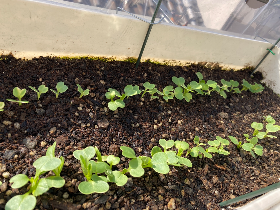 間引きってすごい悩むよね - ue---ei’s diary