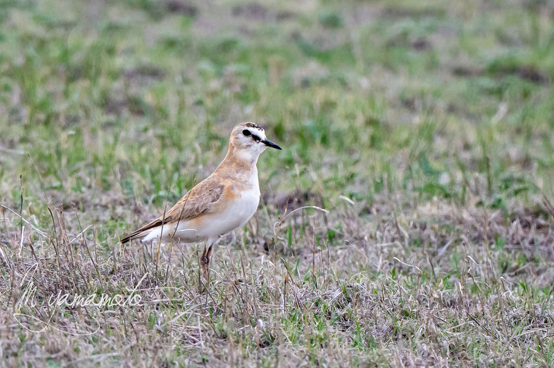 舞い踊るライチョウを追いかけて：コロラドを探鳥 - 鳥ウキウキ